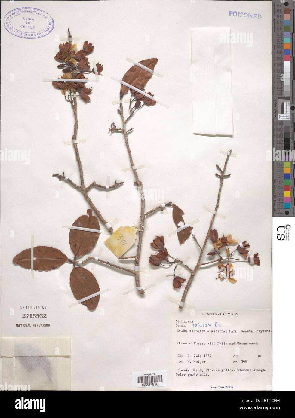 Ochna obtusata hi-res stock photography and images - Alamy