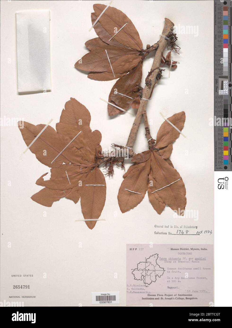 Ochna obtusata hi-res stock photography and images - Alamy