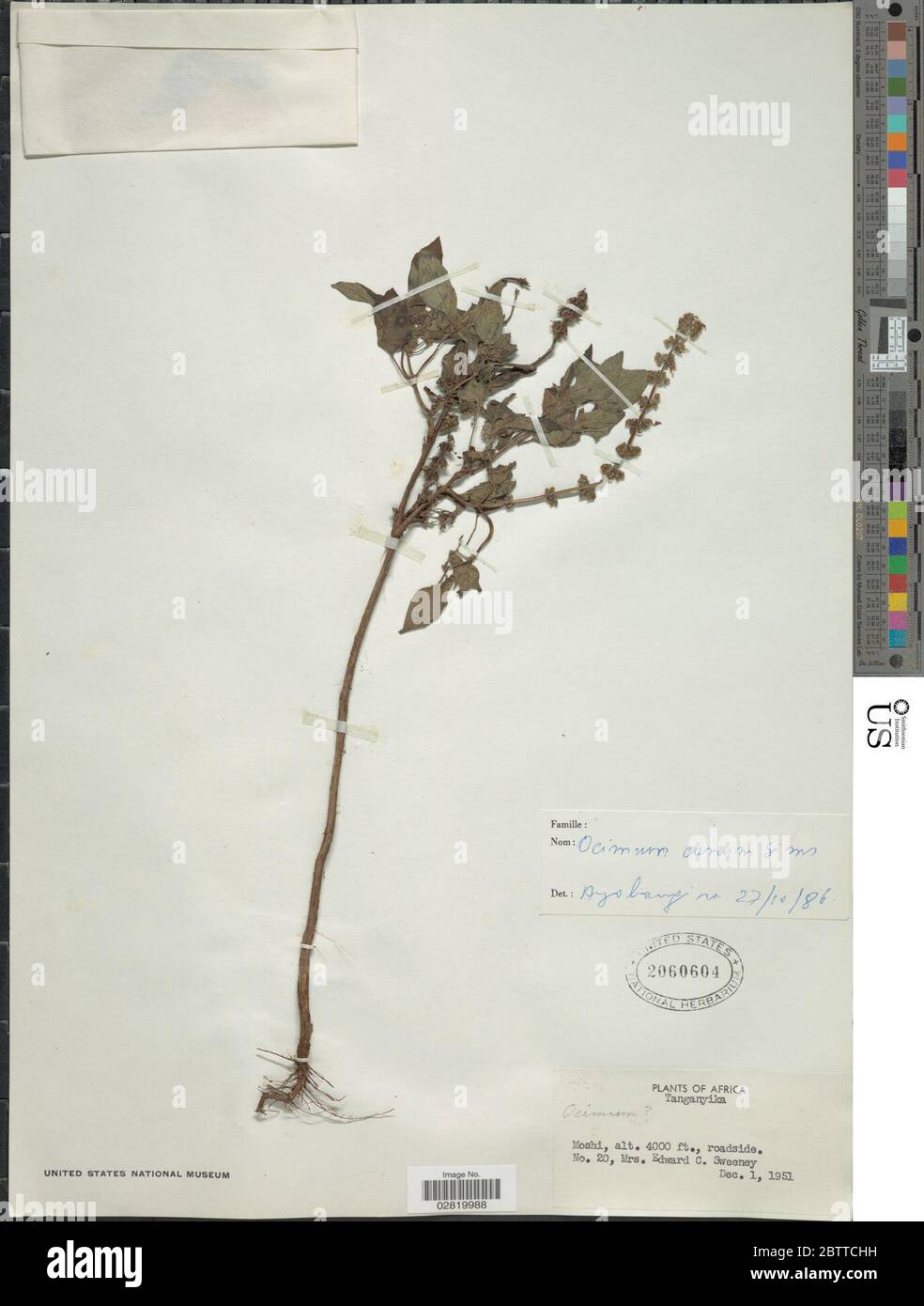 Ocimum canum hi-res stock photography and images - Alamy