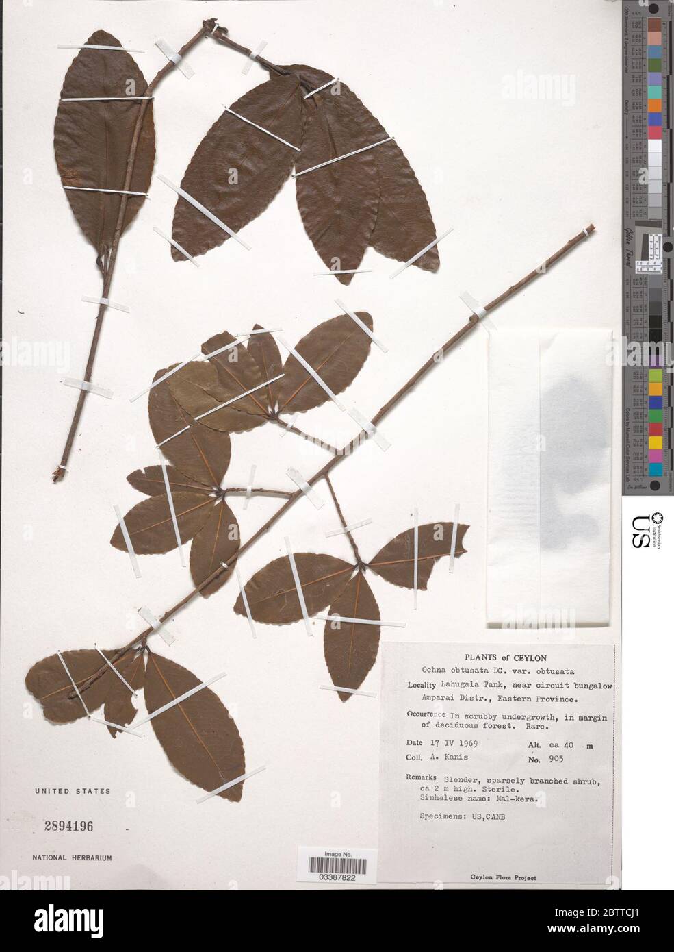 Ochna obtusata hi-res stock photography and images - Alamy