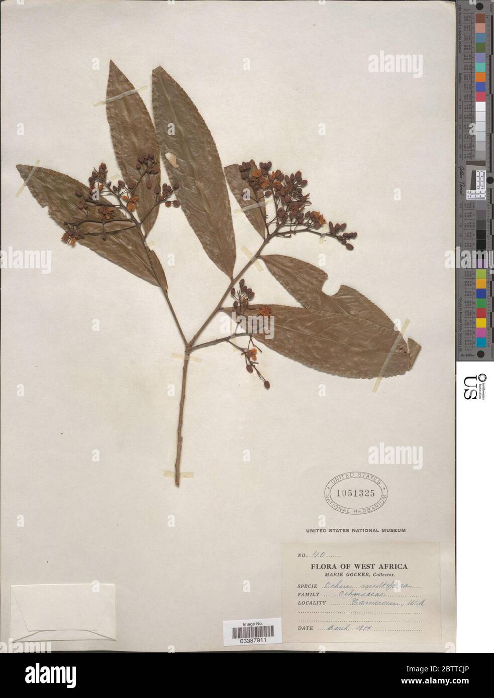 Ochna multiflora DC Stock Photo - Alamy