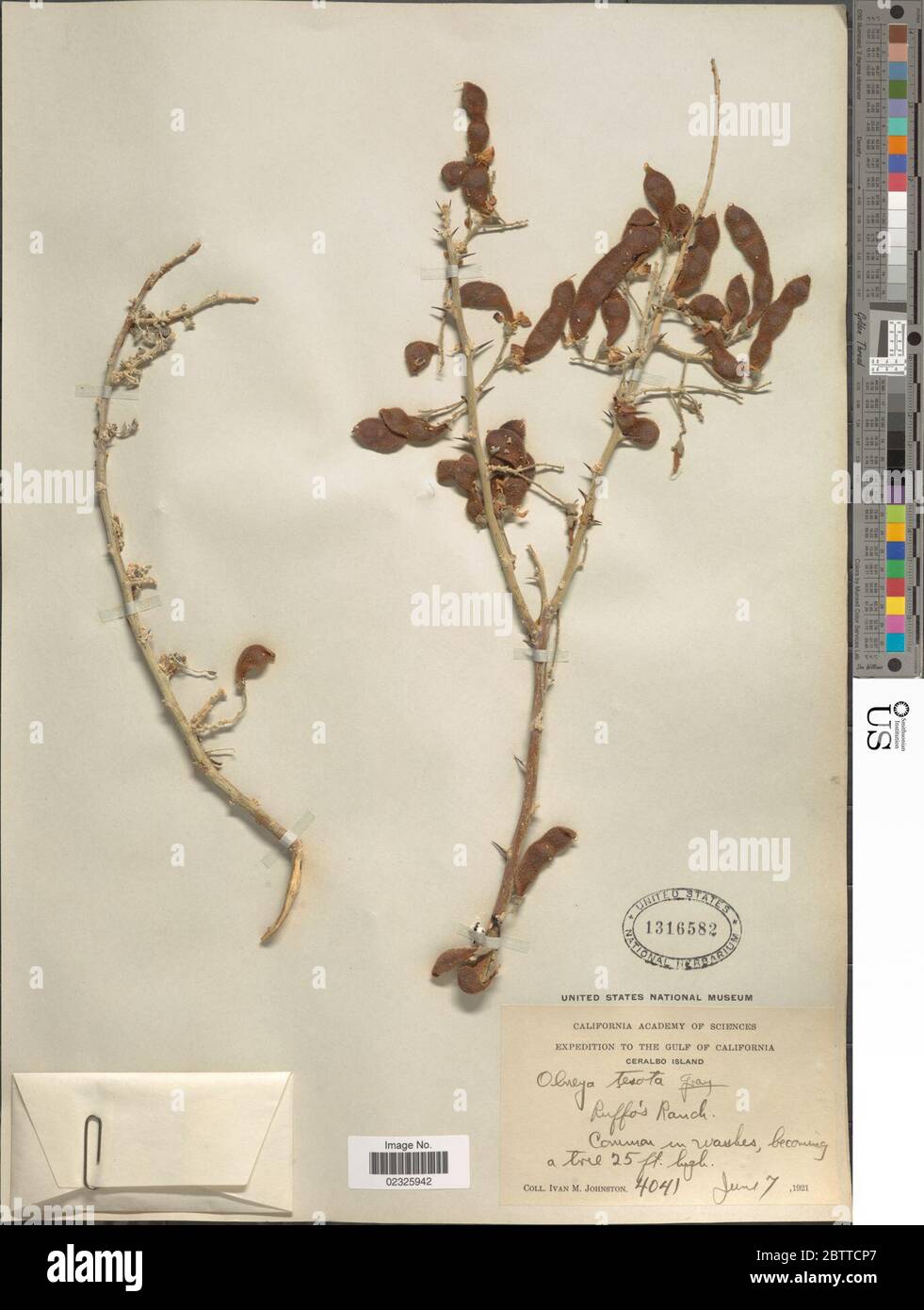 Olneya tesota hi-res stock photography and images - Alamy
