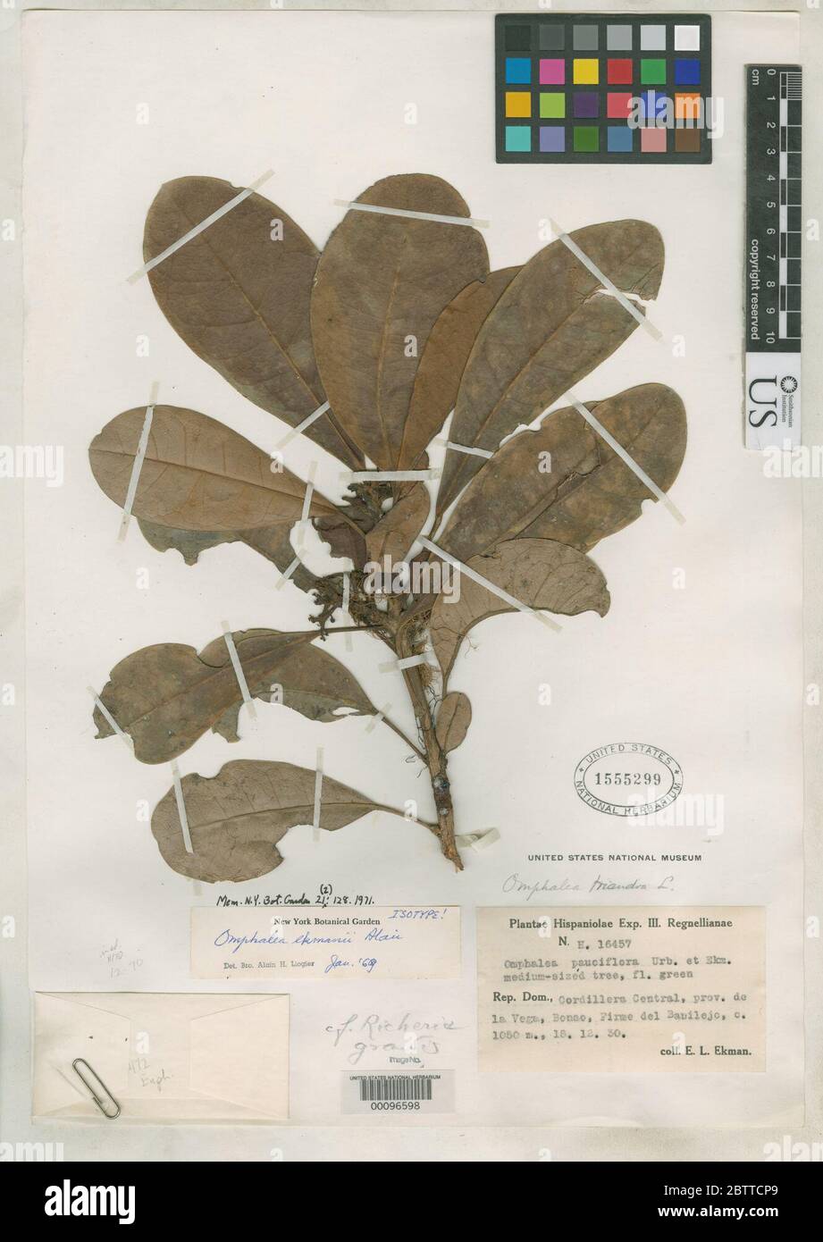 Omphalea hi-res stock photography and images - Alamy