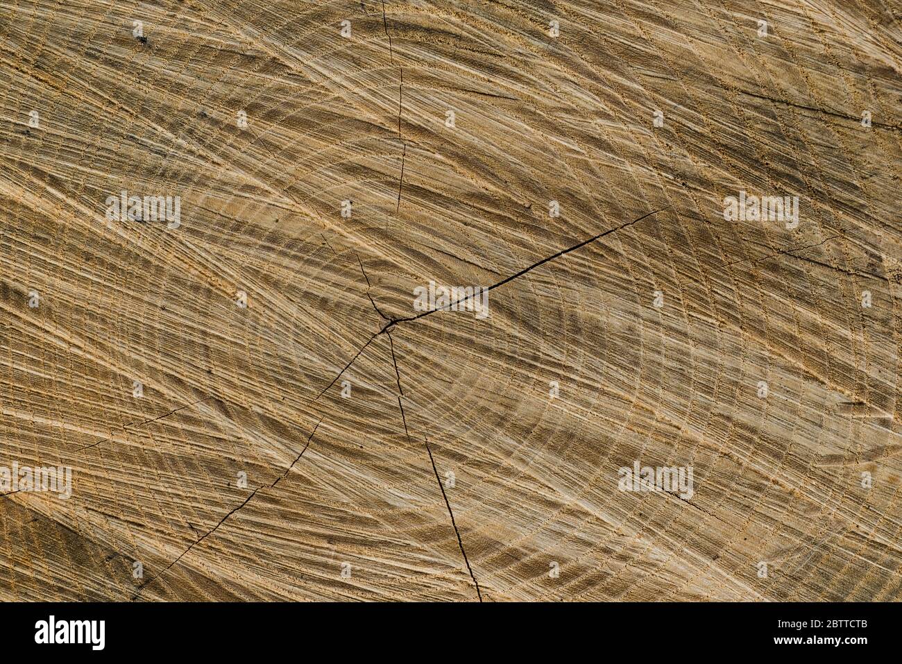 Log rings, the end of a tree with rings, abstract background Stock ...