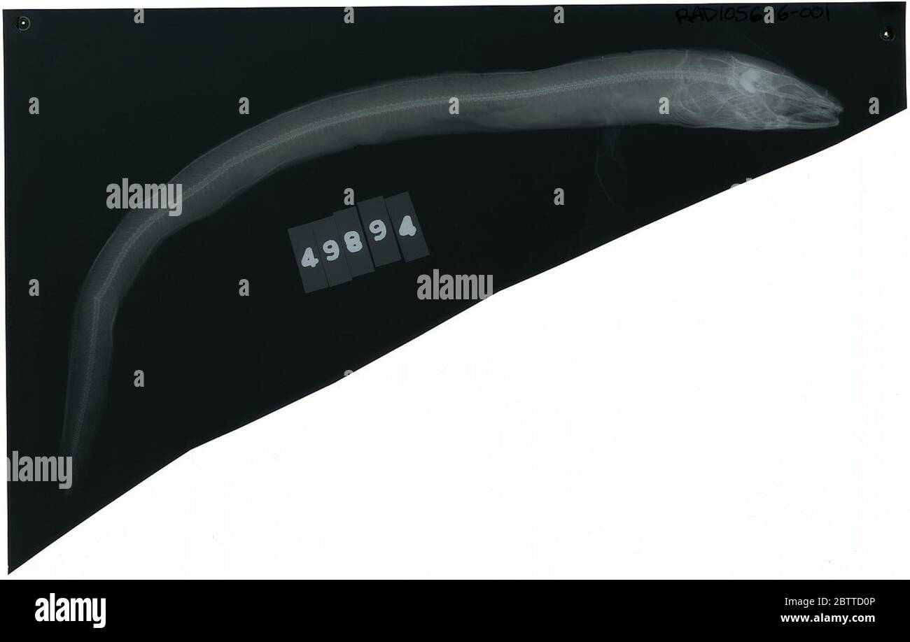 Meeki hi-res stock photography and images - Alamy