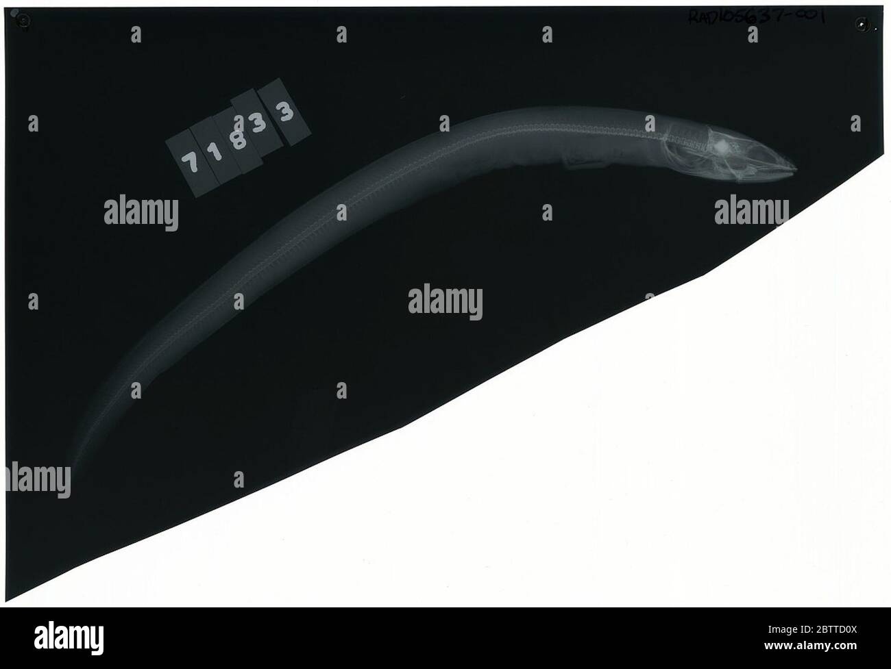 Ariosoma meeki. 24 Oct 20181 Stock Photo - Alamy