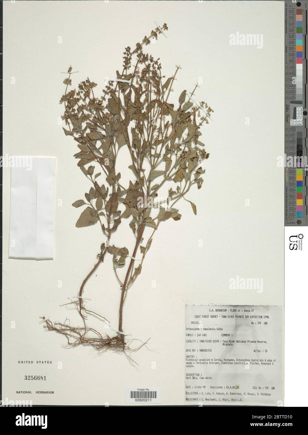 Somalensis hi-res stock photography and images - Alamy