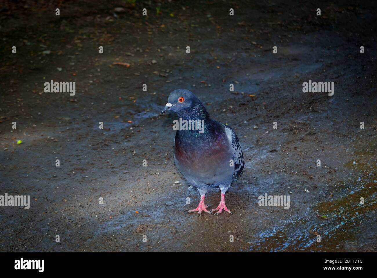 Wet earth hi-res stock photography and images - Alamy