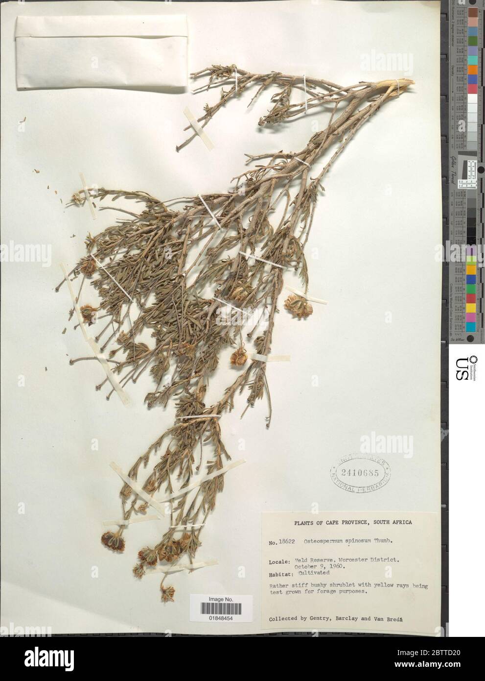 Osteospermum spinosum L Stock Photo - Alamy