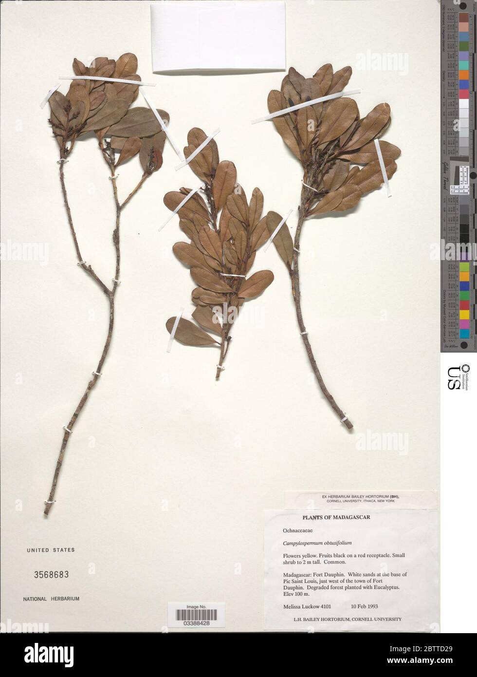 Ouratea hi-res stock photography and images - Alamy