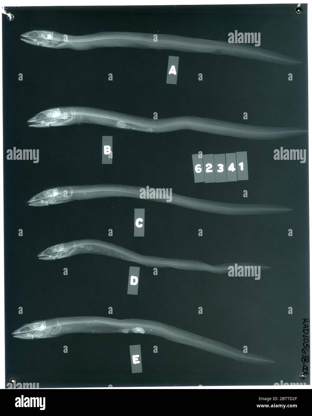 Meeki hi-res stock photography and images - Alamy