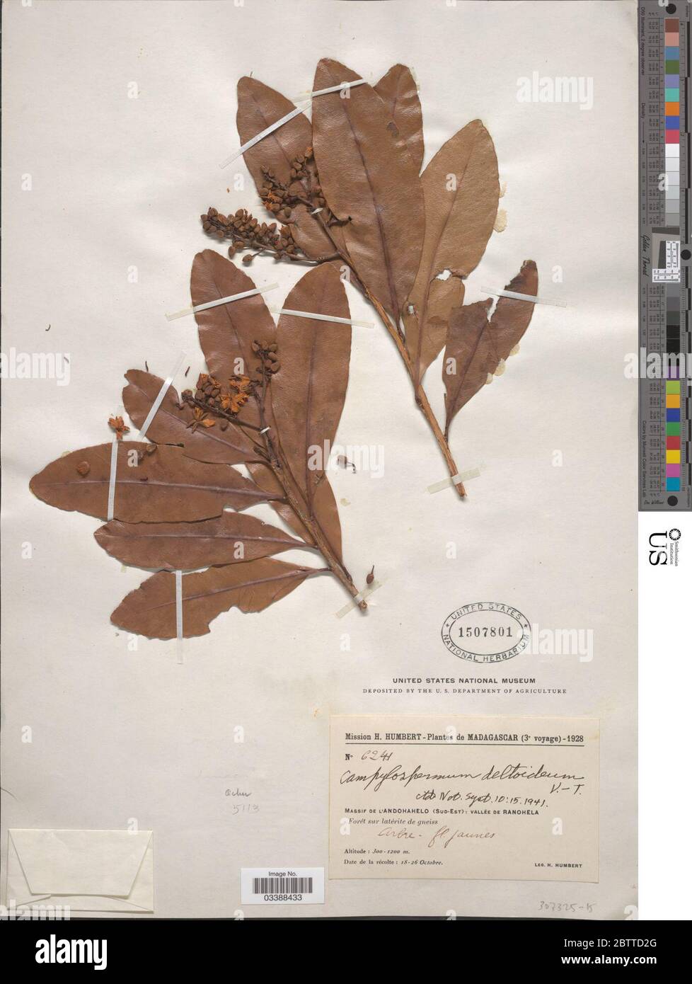 Ouratea hi-res stock photography and images - Alamy