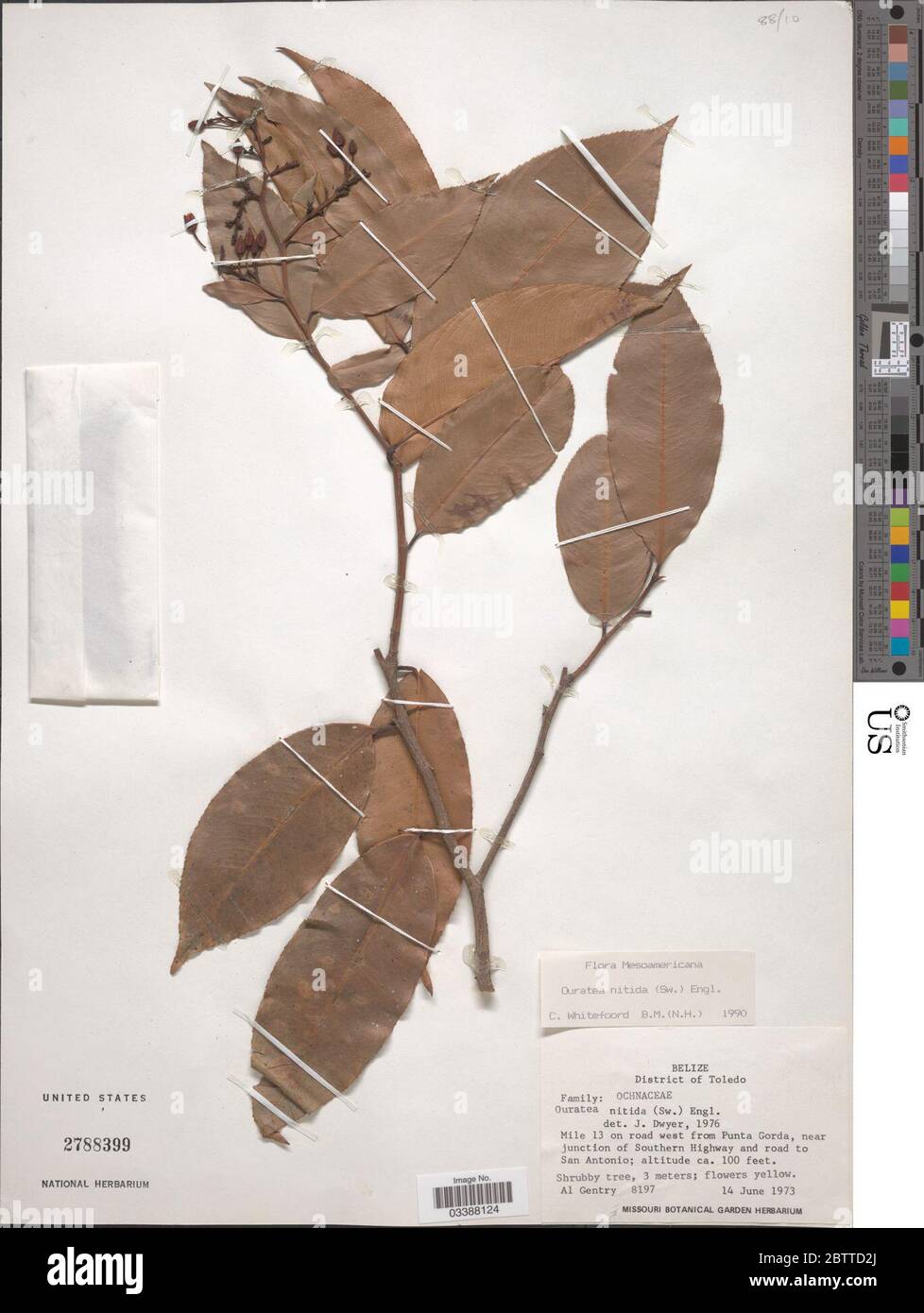 Ouratea hi-res stock photography and images - Alamy