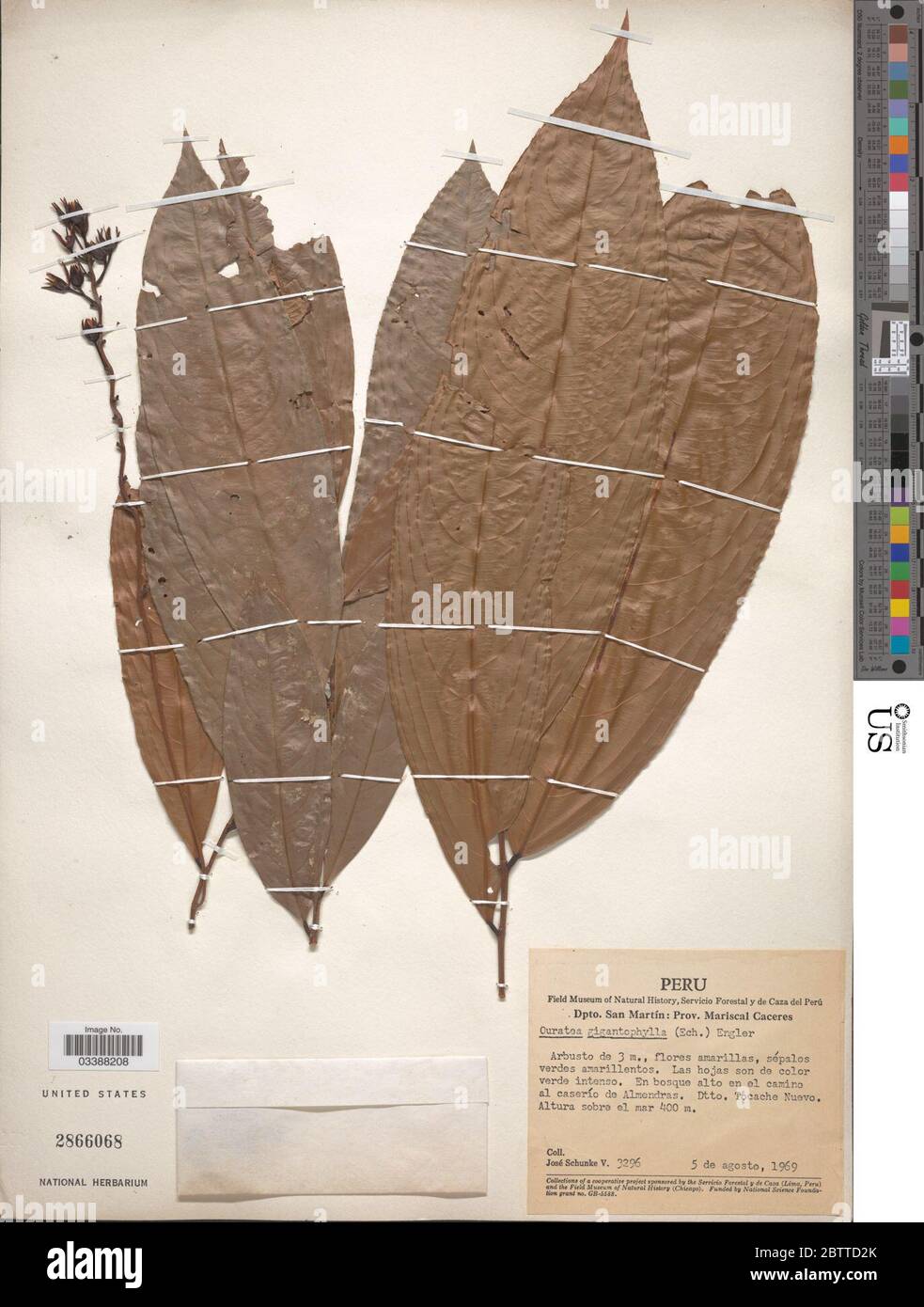 Ouratea hi-res stock photography and images - Alamy