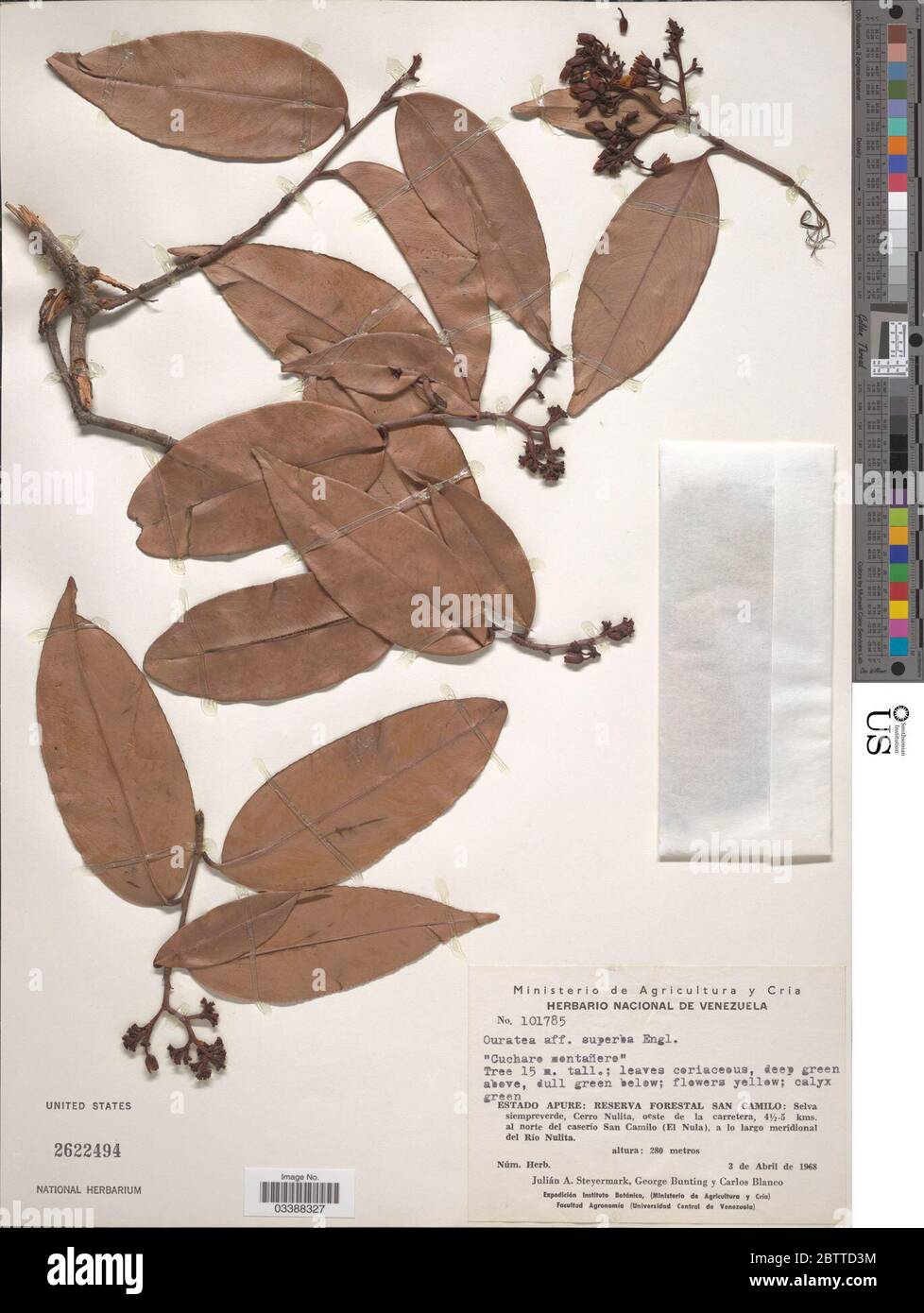 Ouratea hi-res stock photography and images - Alamy