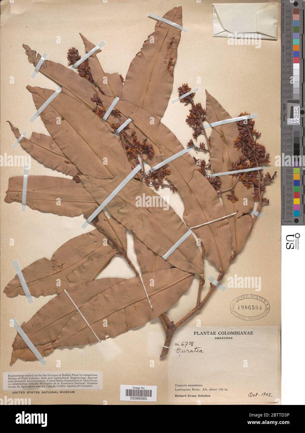 Ouratea hi-res stock photography and images - Alamy