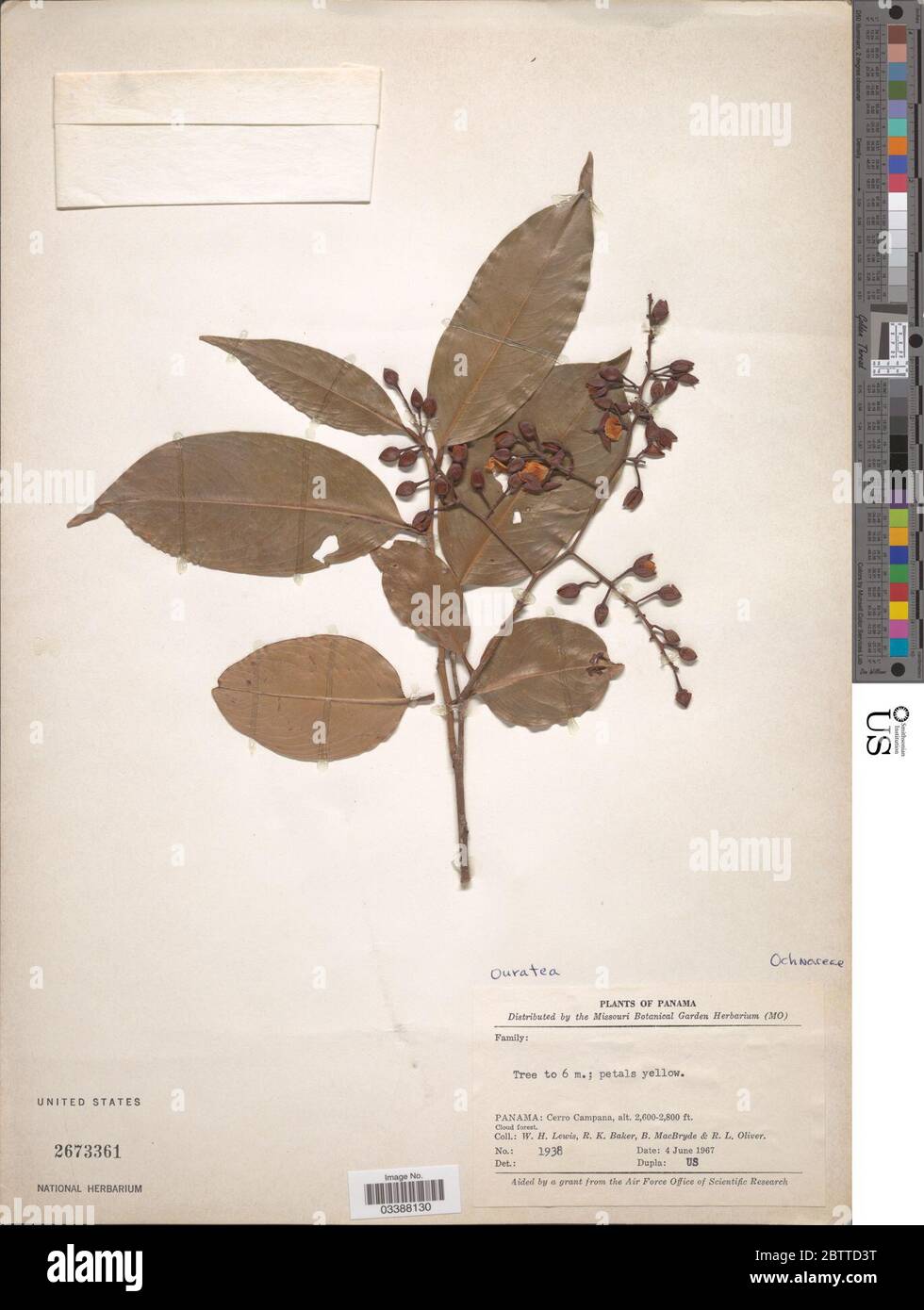 Ouratea hi-res stock photography and images - Alamy