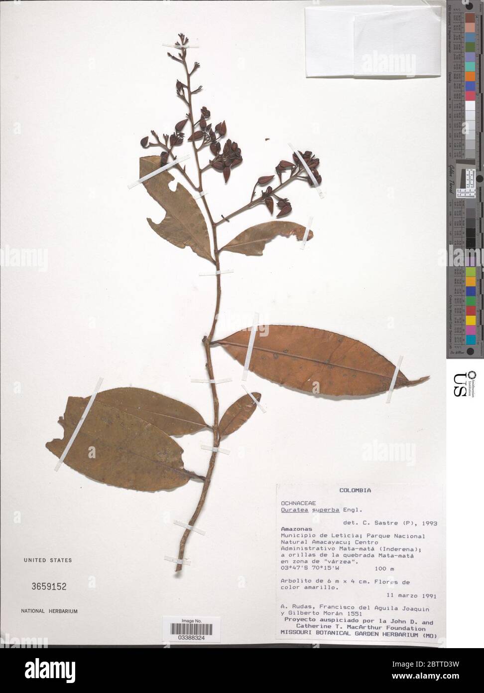 Ouratea hi-res stock photography and images - Alamy