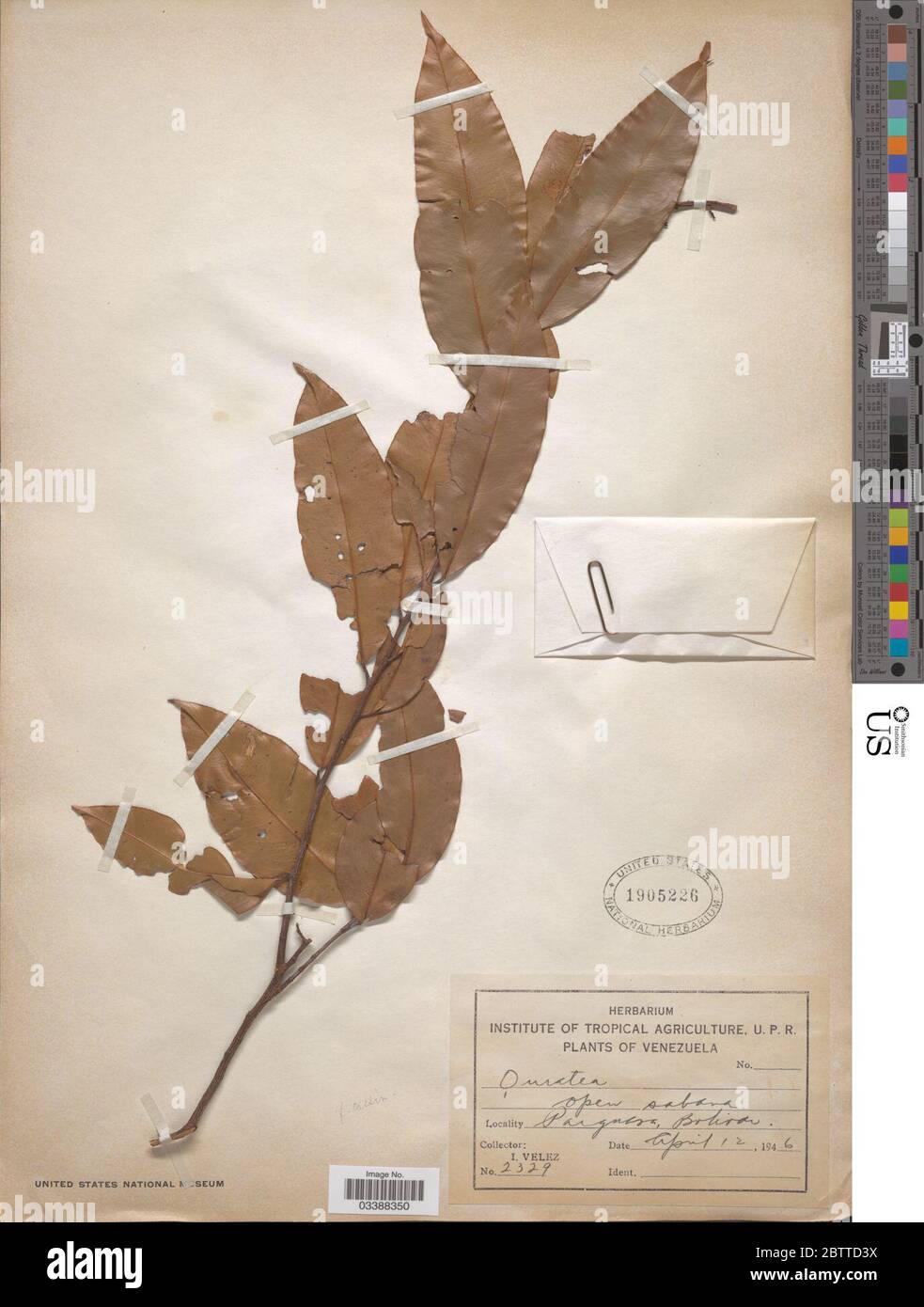 Ouratea hi-res stock photography and images - Alamy