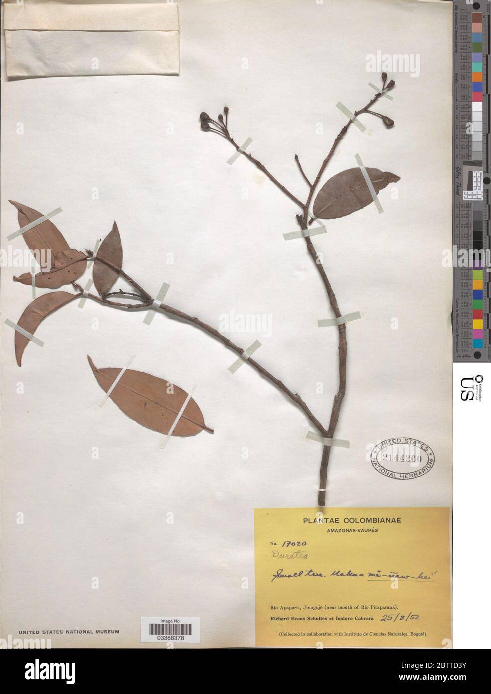 Ouratea hi-res stock photography and images - Alamy