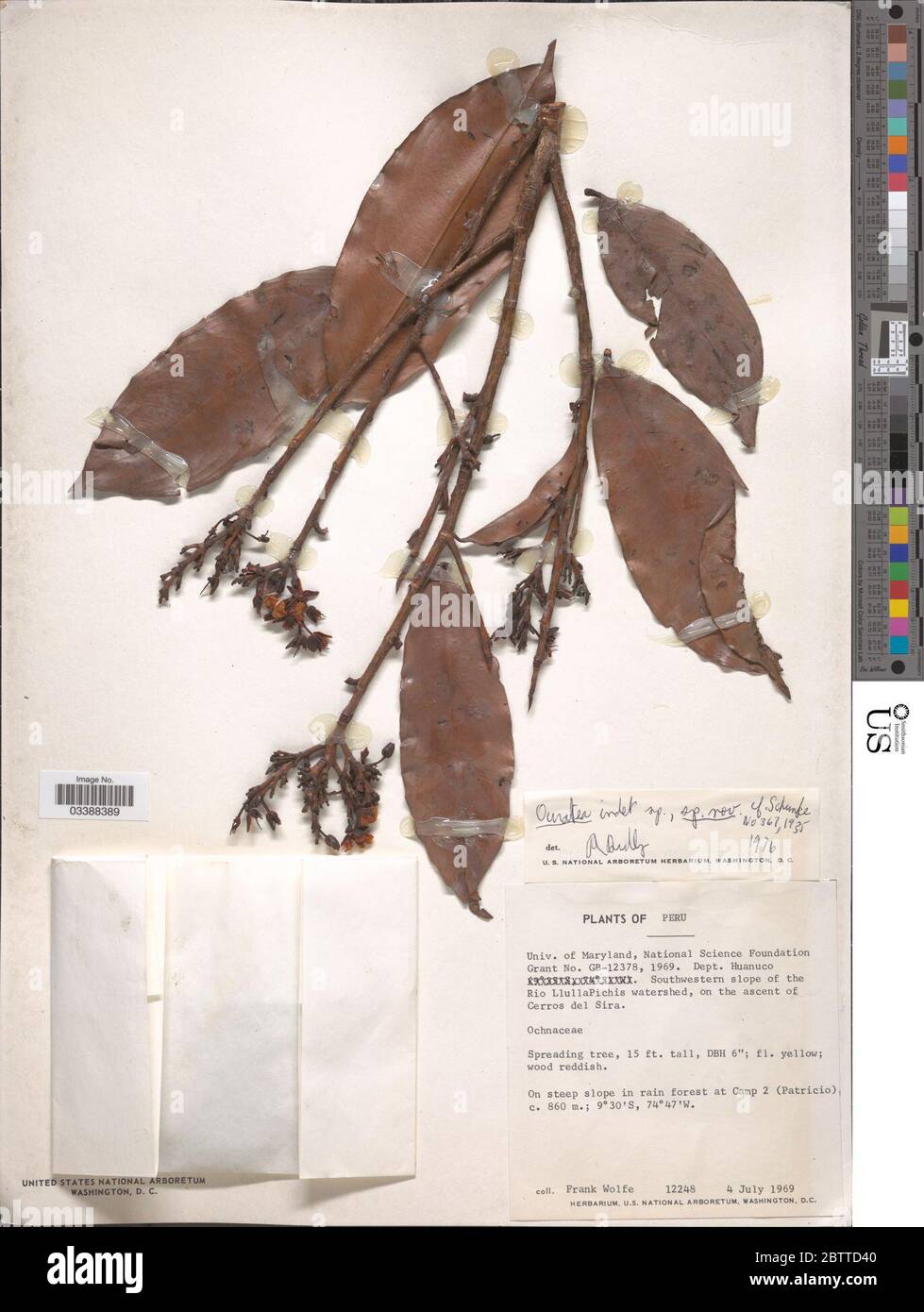 Ouratea hi-res stock photography and images - Alamy