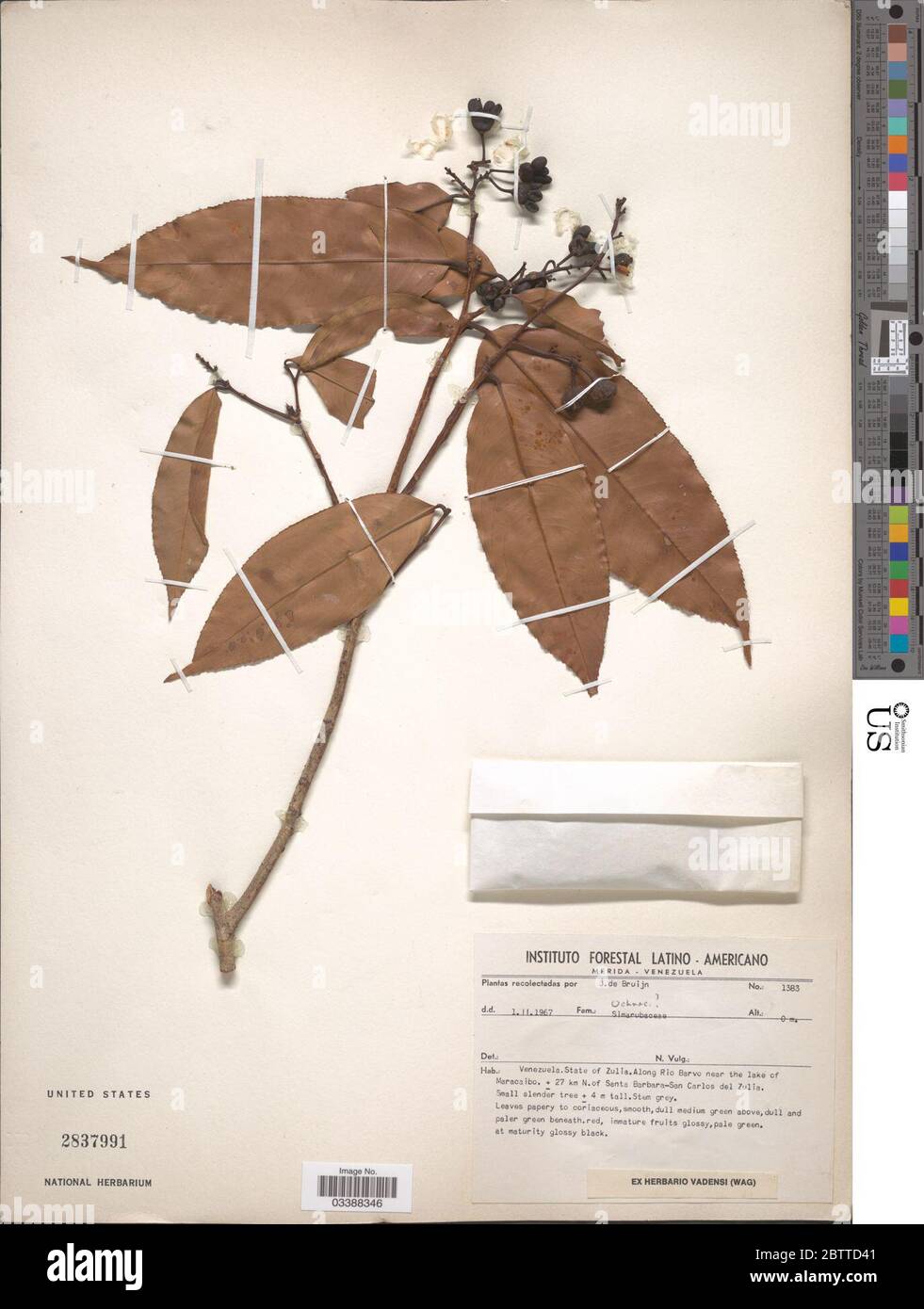 Ouratea hi-res stock photography and images - Alamy