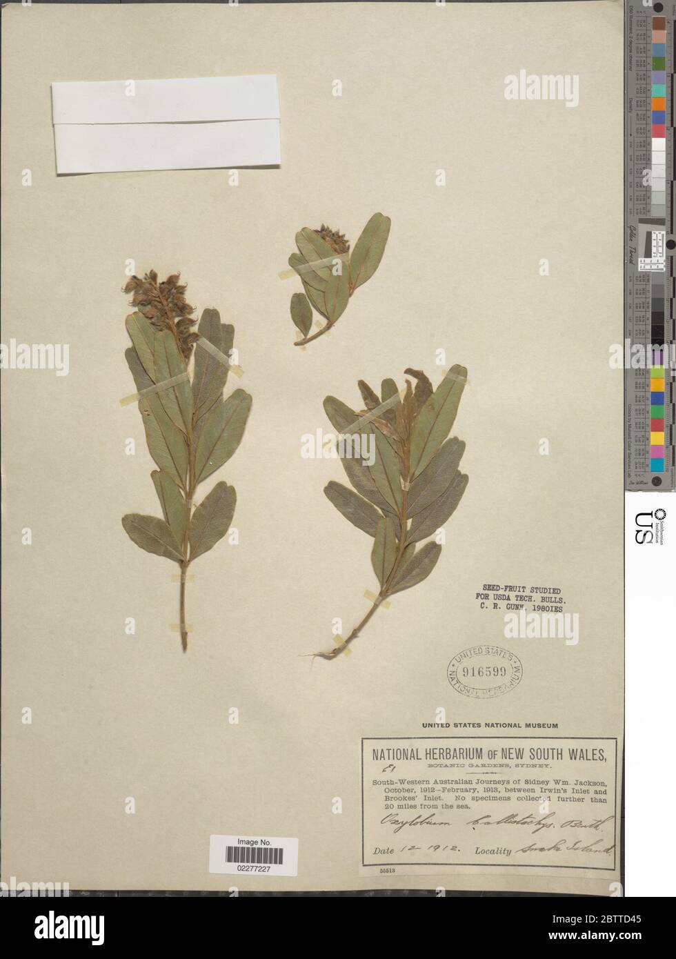 Callistachys hi-res stock photography and images - Alamy