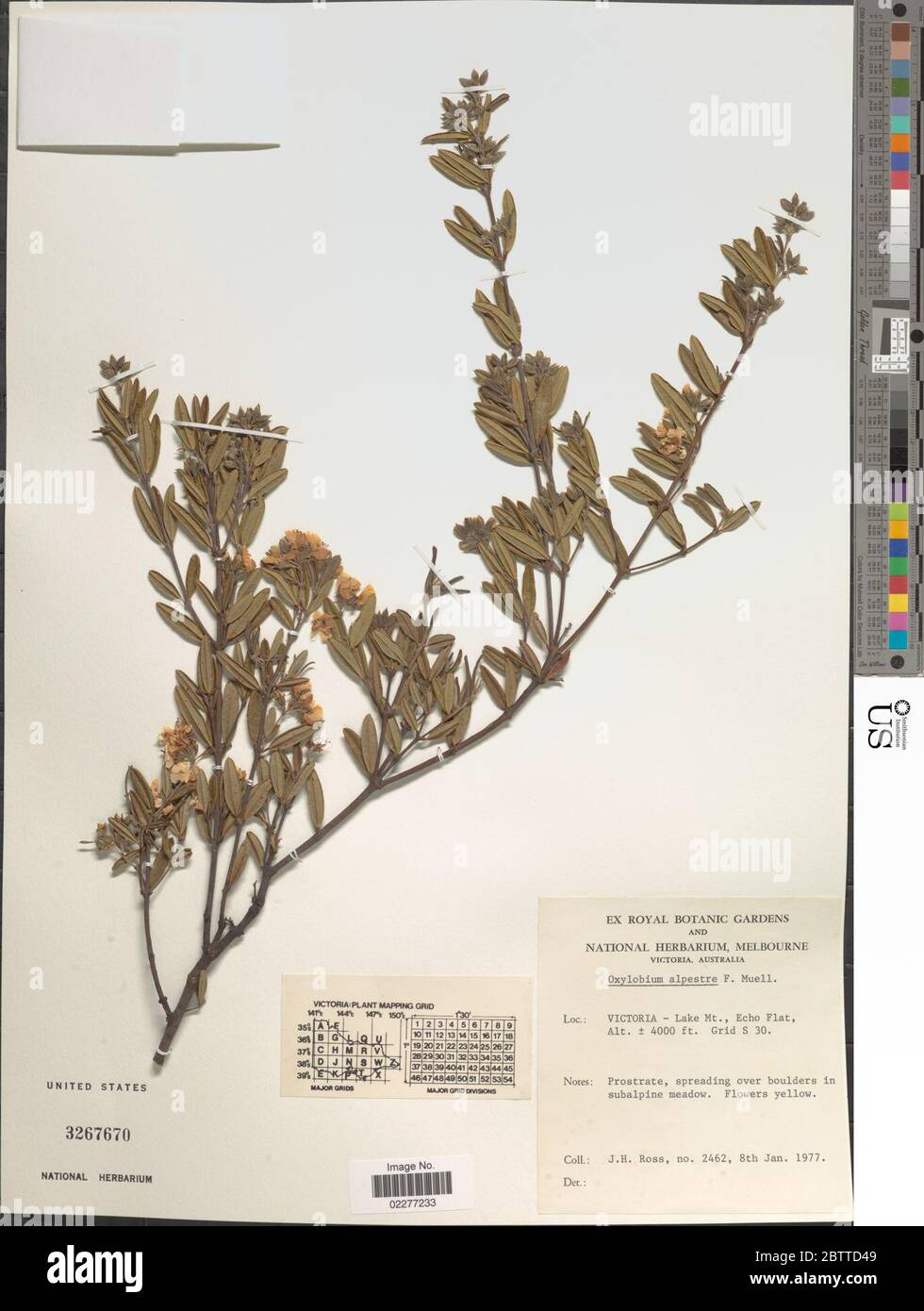 Oxylobium hi-res stock photography and images - Alamy