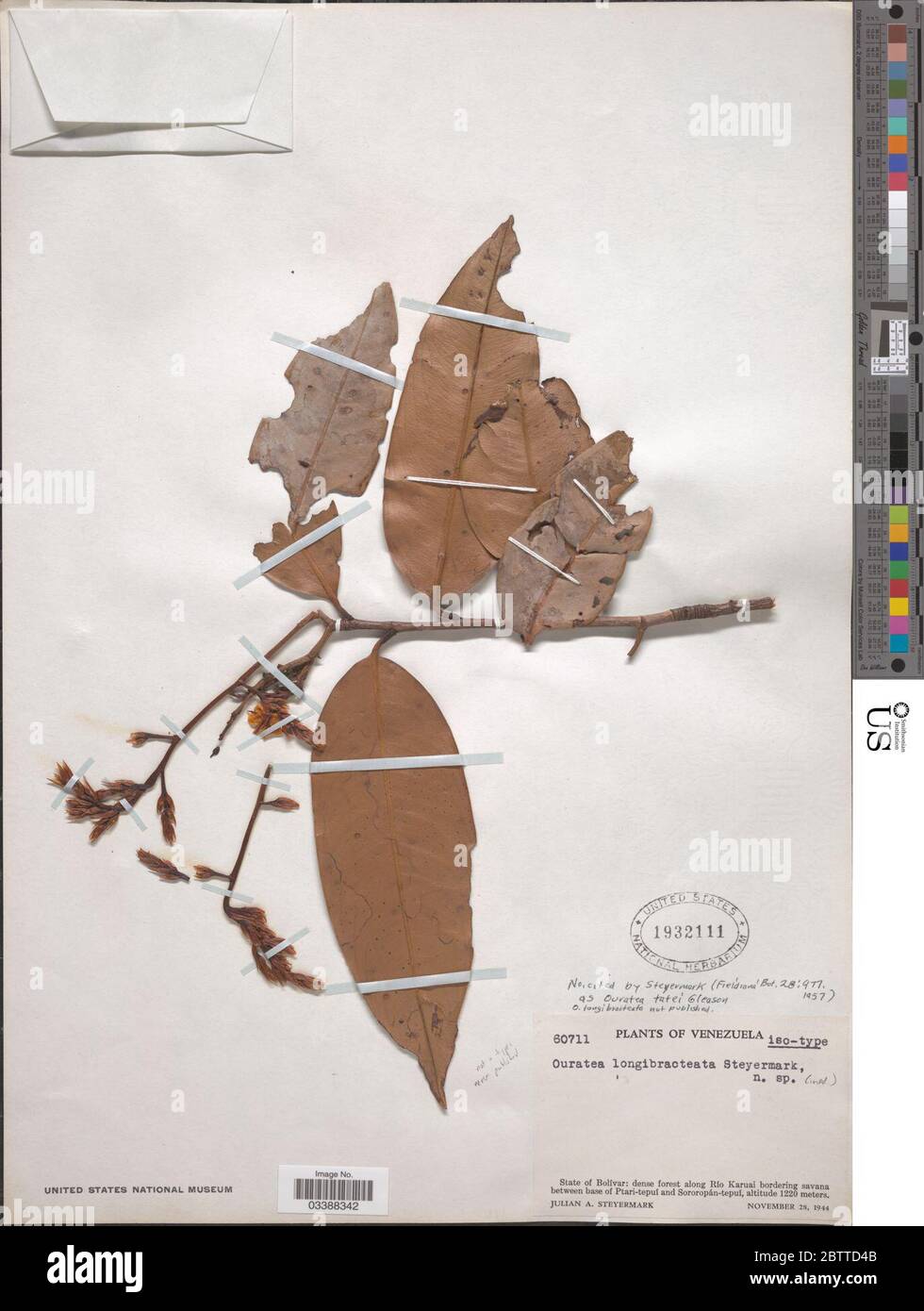 Ouratea hi-res stock photography and images - Alamy