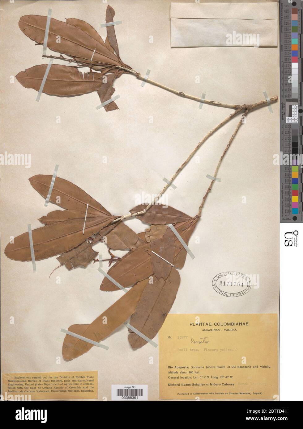 Ouratea hi-res stock photography and images - Alamy