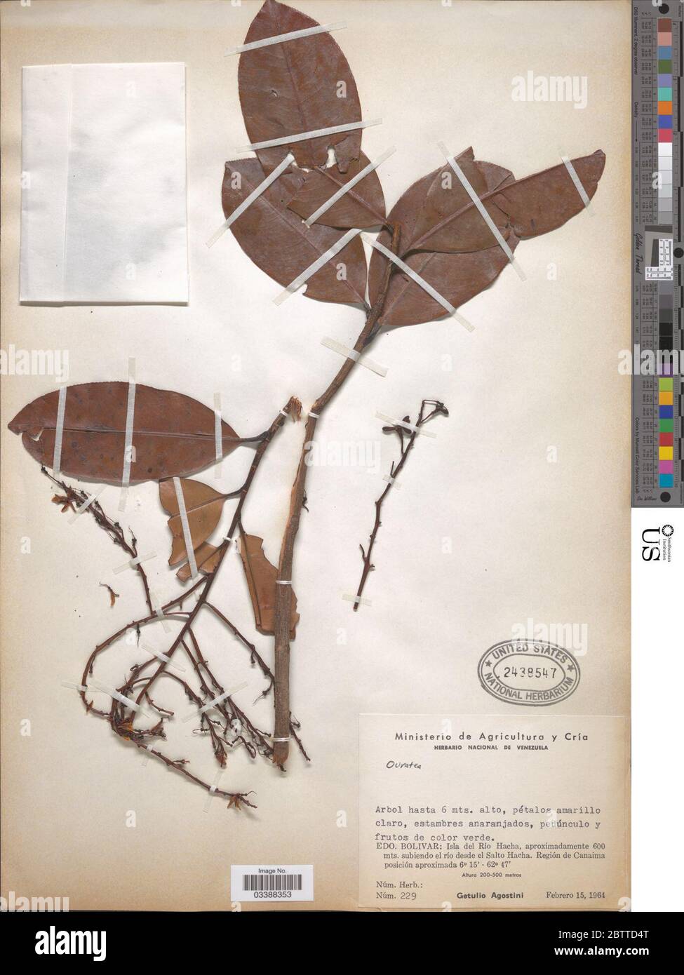 Ouratea hi-res stock photography and images - Alamy