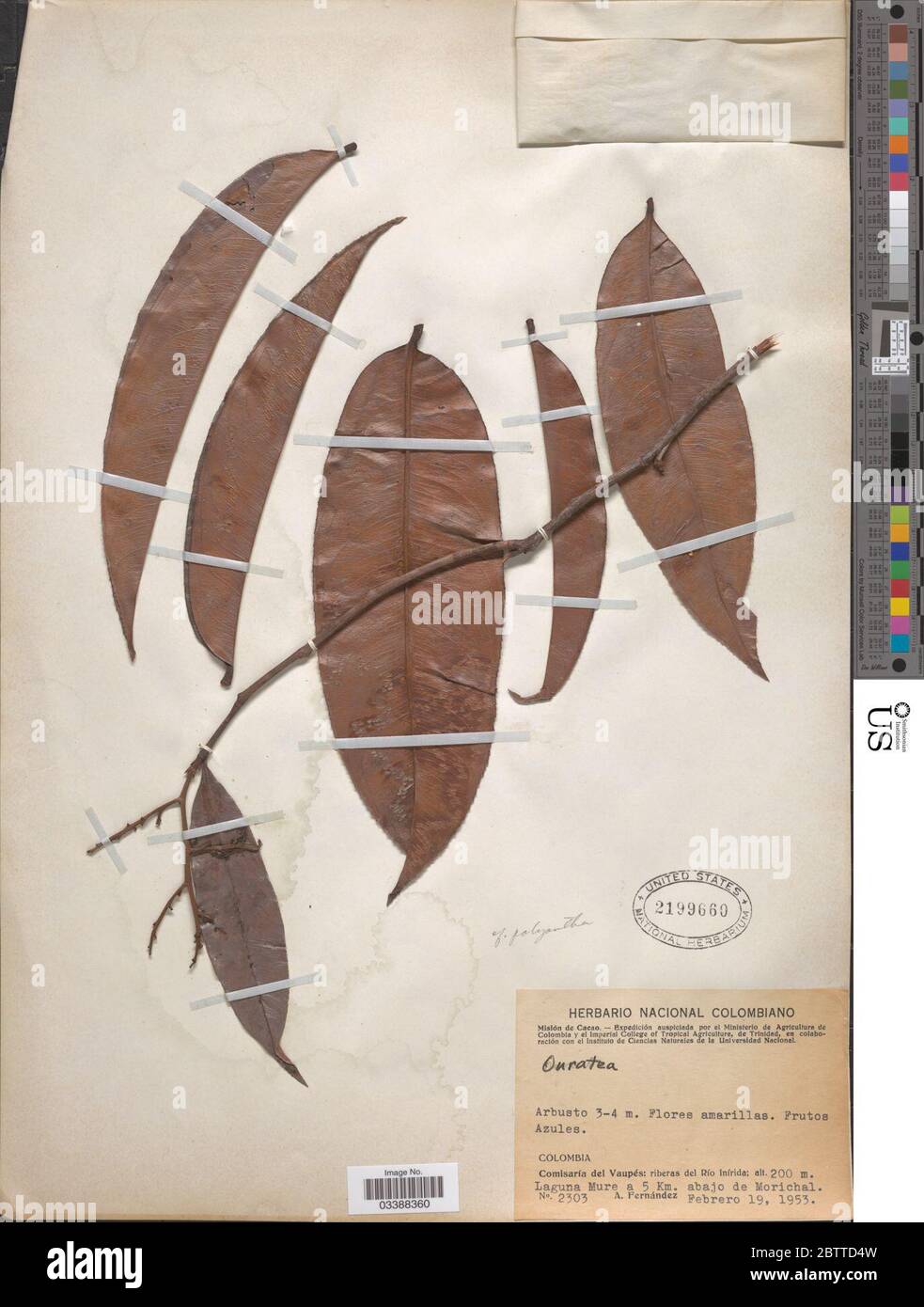 Ouratea hi-res stock photography and images - Alamy