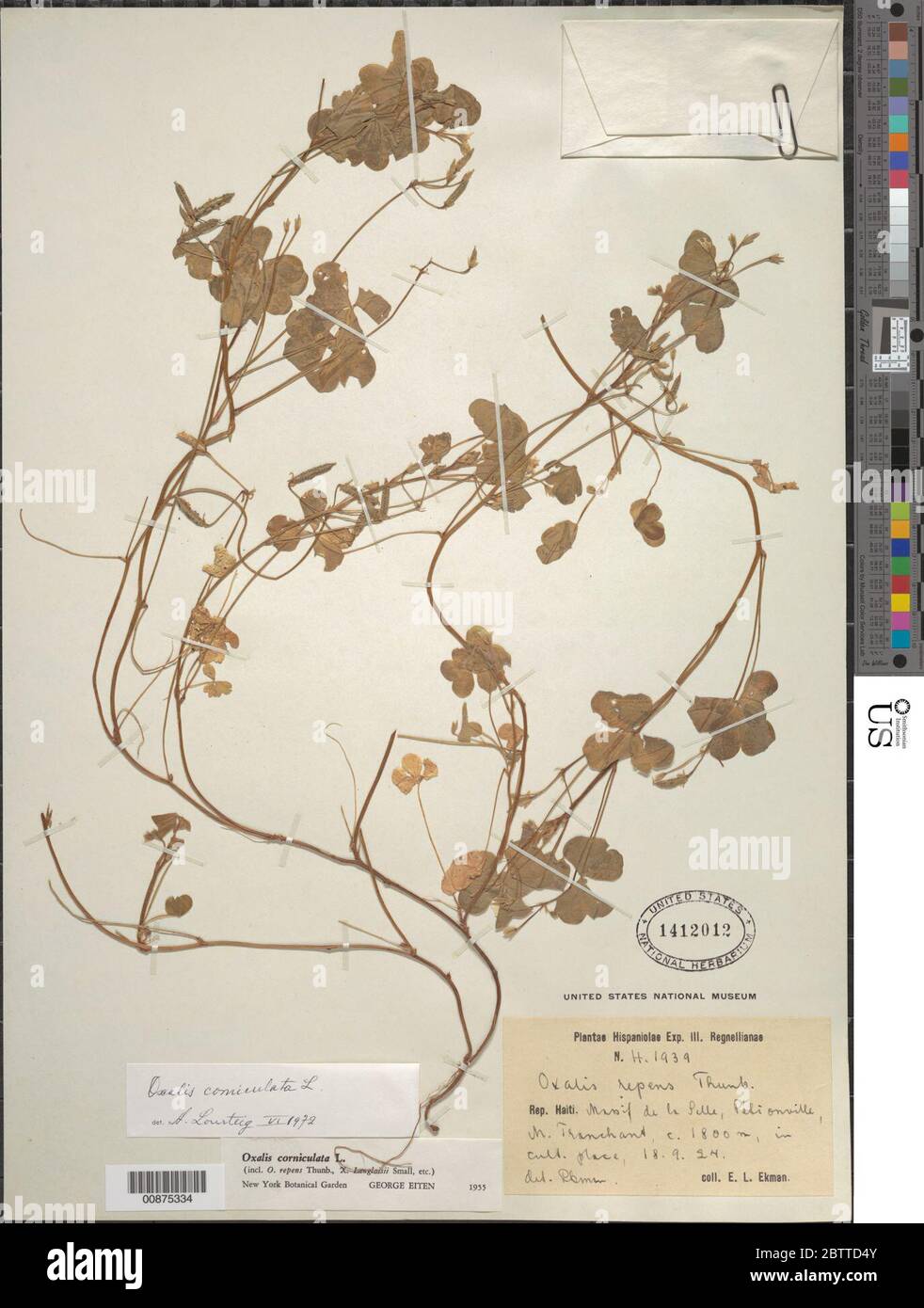 Oxalis corniculata l hi-res stock photography and images - Alamy