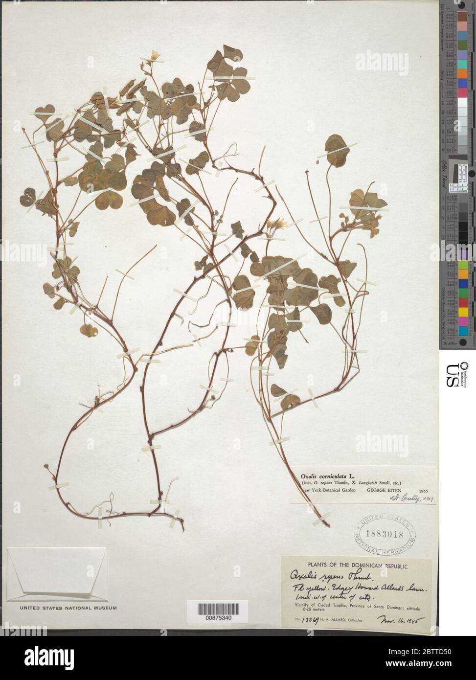 Oxalis corniculata l hi-res stock photography and images - Alamy
