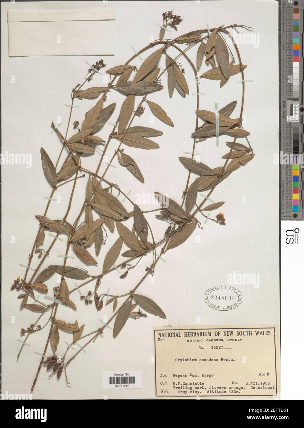 Oxylobium hi-res stock photography and images - Alamy