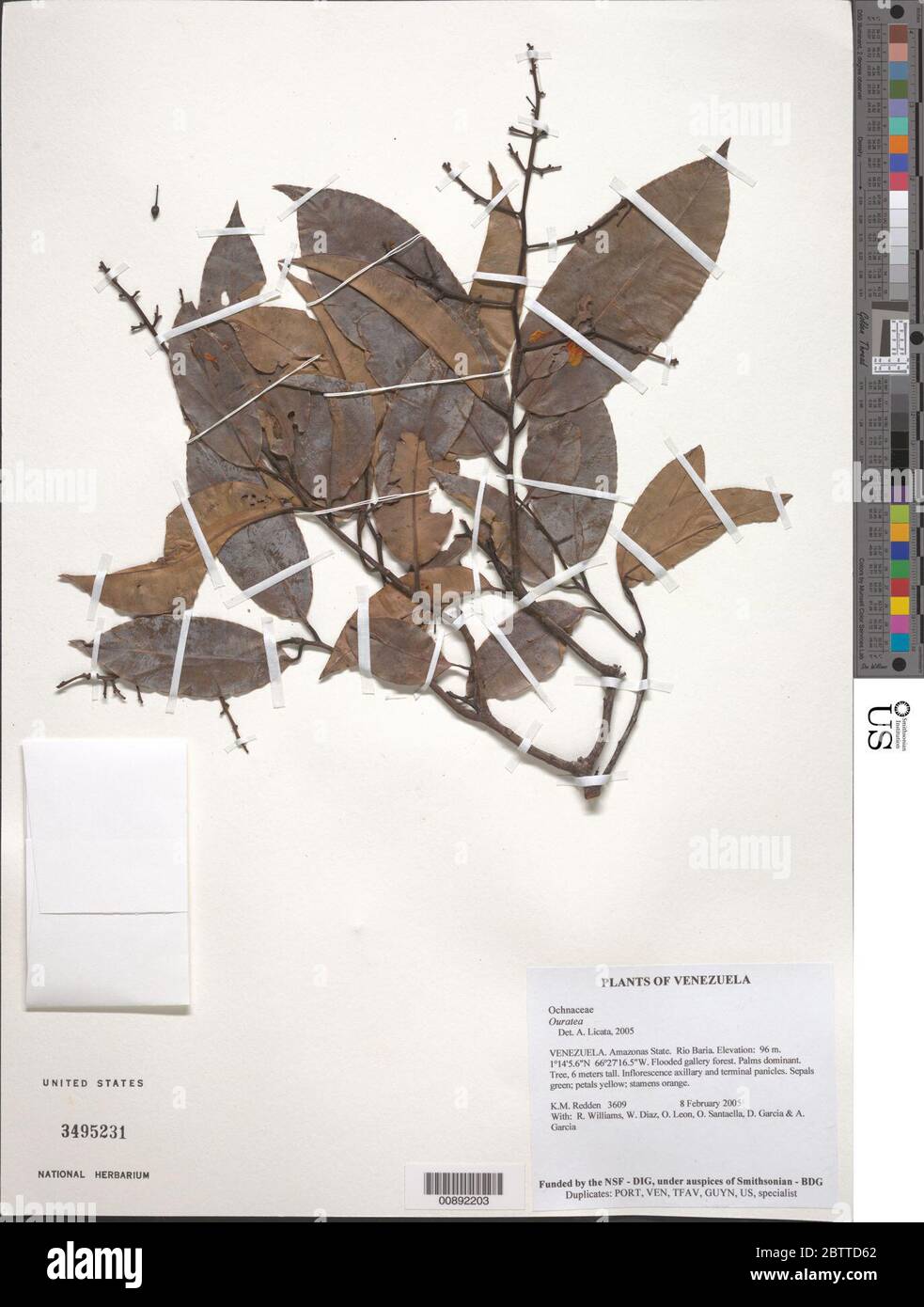 Ouratea hi-res stock photography and images - Alamy