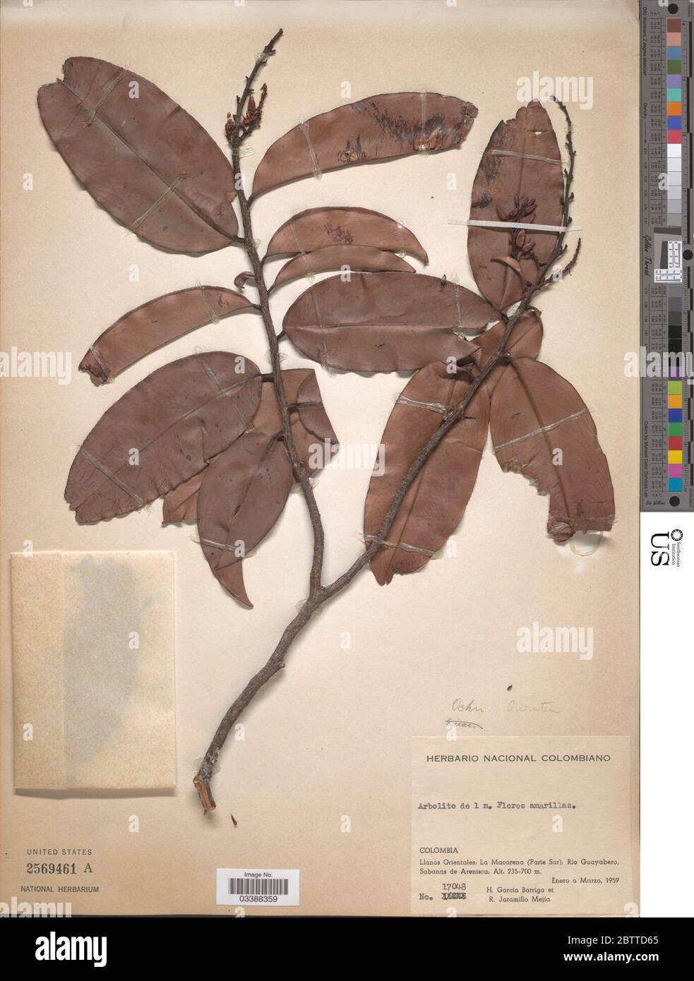 Ouratea hi-res stock photography and images - Alamy