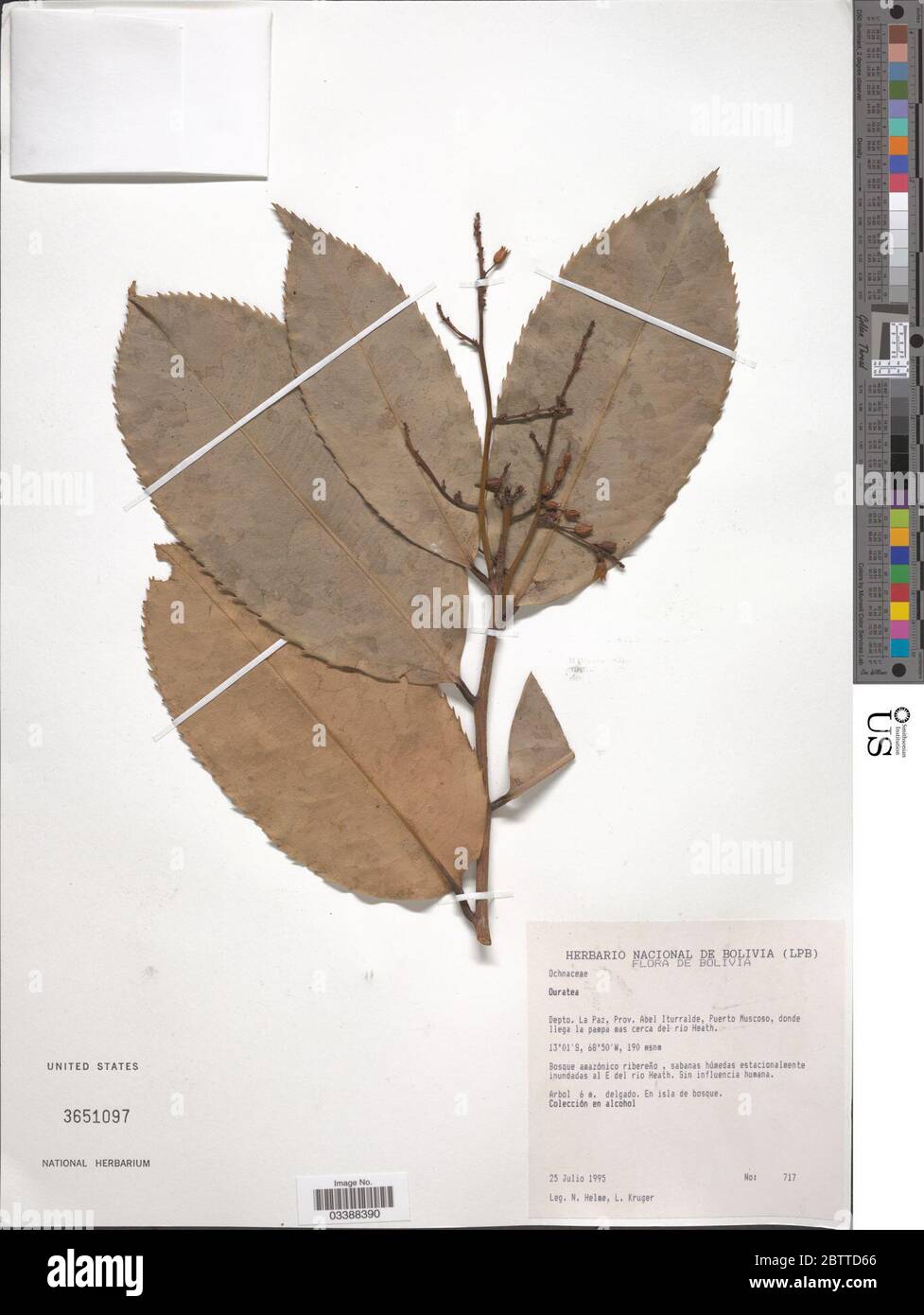 Ouratea hi-res stock photography and images - Alamy