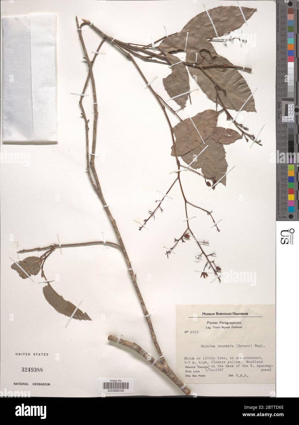 Ouratea hi-res stock photography and images - Alamy