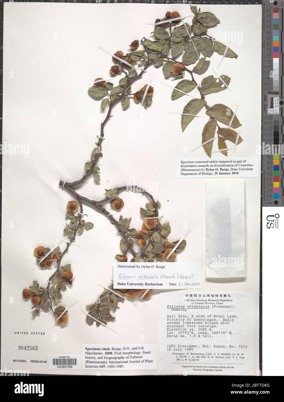 Hemsl hi-res stock photography and images - Alamy