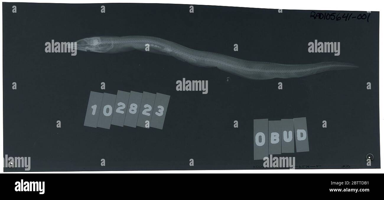 7 fish Cut Out Stock Images & Pictures - Alamy