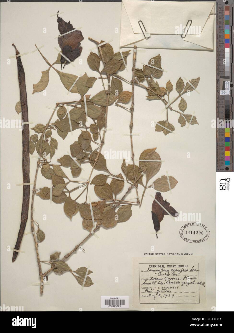 Parmentiera cereifera hi-res stock photography and images - Alamy