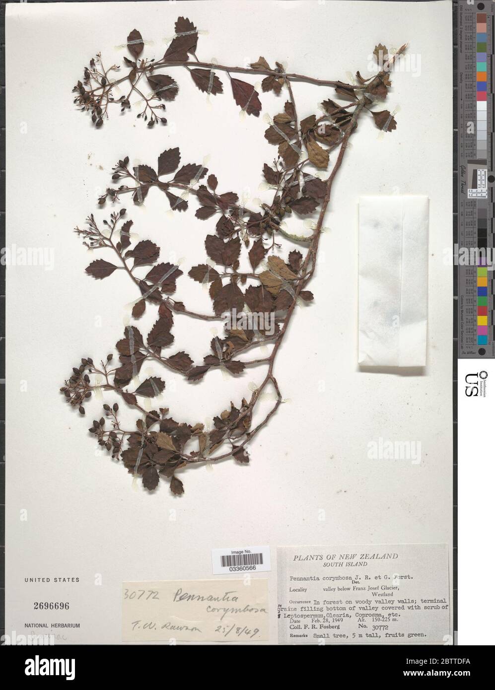 Corymbosa hi-res stock photography and images - Alamy