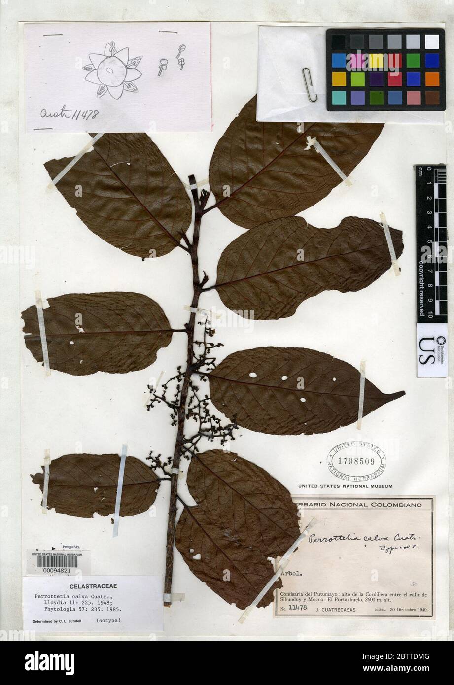 Perrottetia hi-res stock photography and images - Alamy