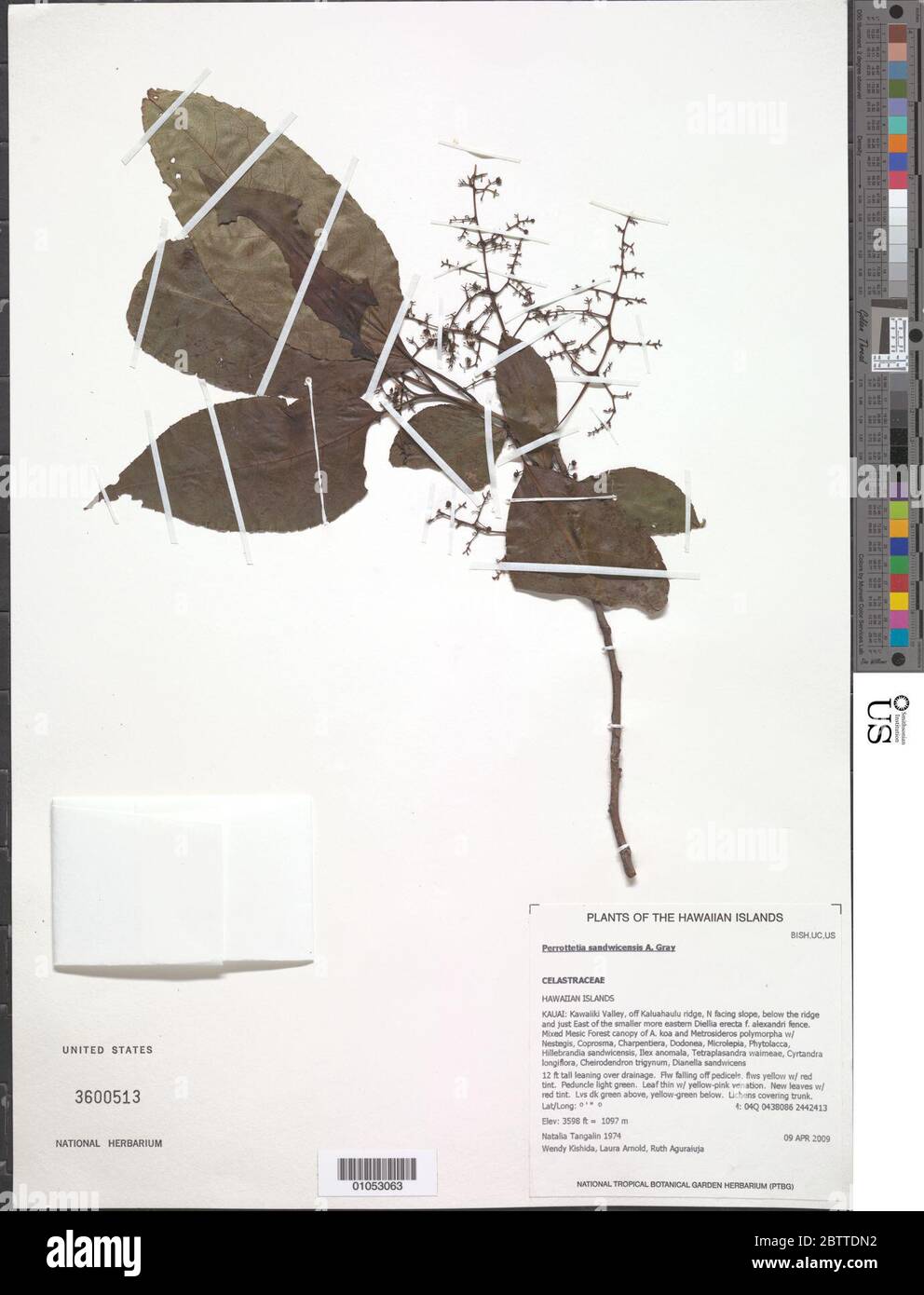 Perrottetia sandwicensis hi-res stock photography and images - Alamy