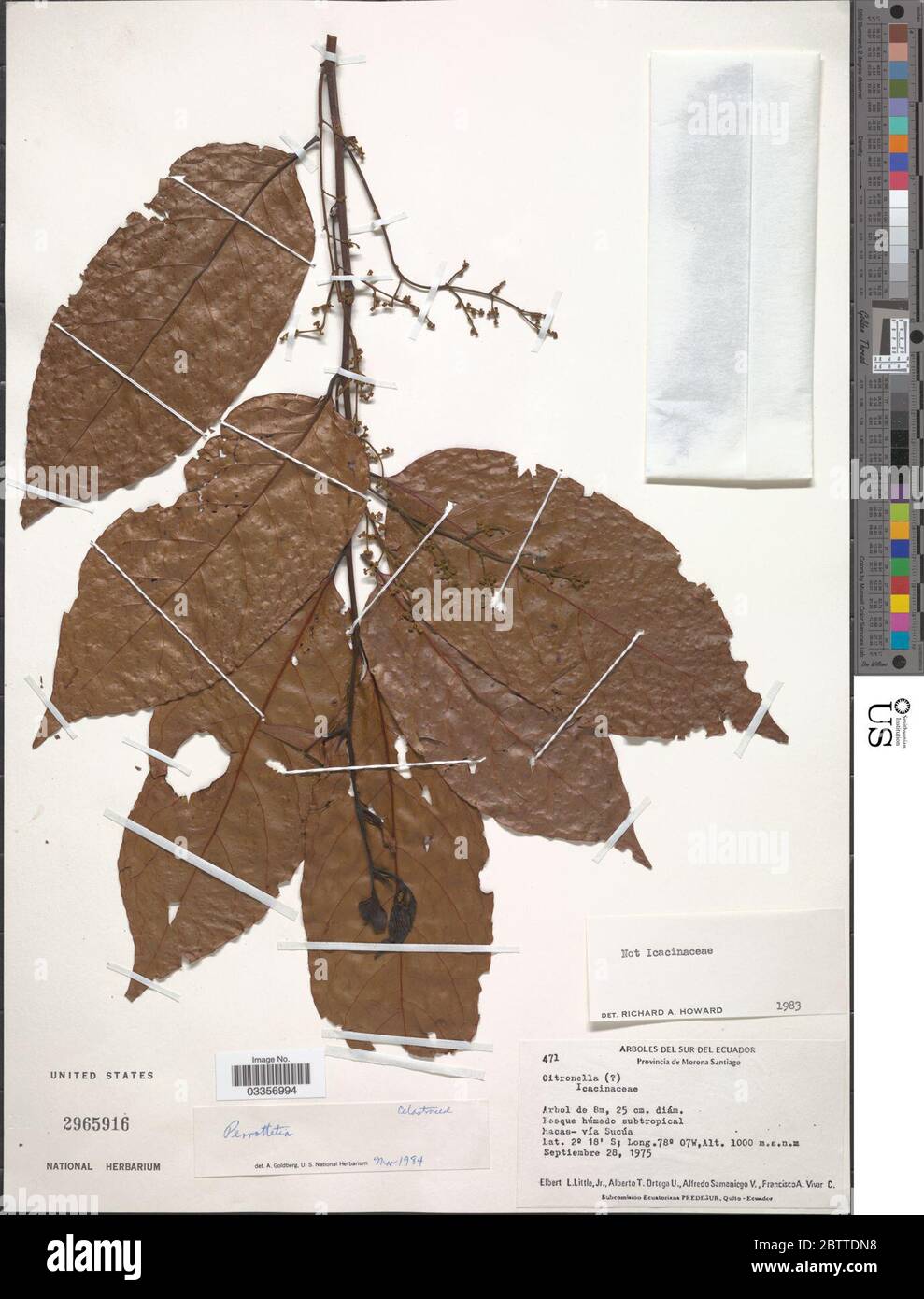 Perrottetia hi-res stock photography and images - Alamy