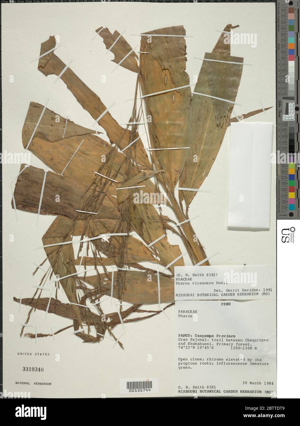 Pharus hi-res stock photography and images - Alamy