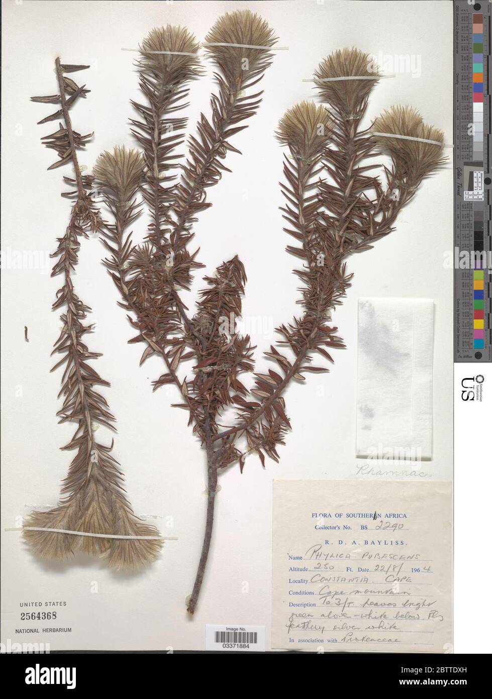 Phylica pubescens Aiton Stock Photo - Alamy