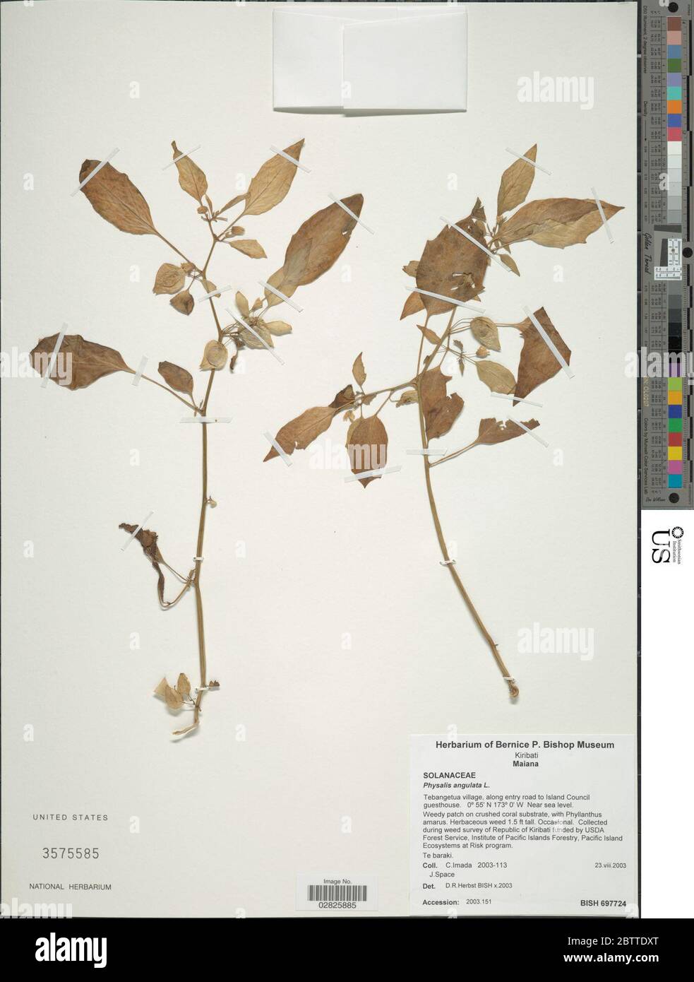 Physalis angulata L Stock Photo - Alamy