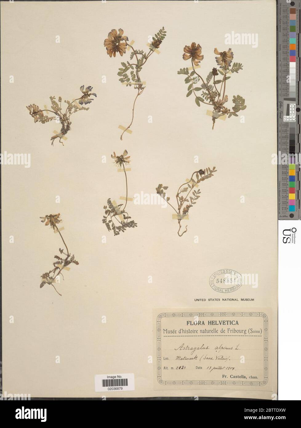 Plant astragalus genus hi-res stock photography and images - Alamy
